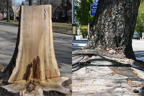 ¿Cuándo debe realizarse una tala de árboles selectiva? - El Titular